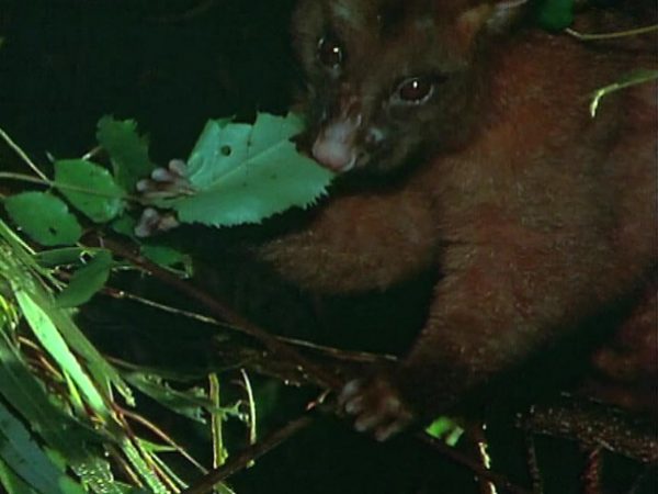 Predator-free New Zealand | New Zealand Geographic