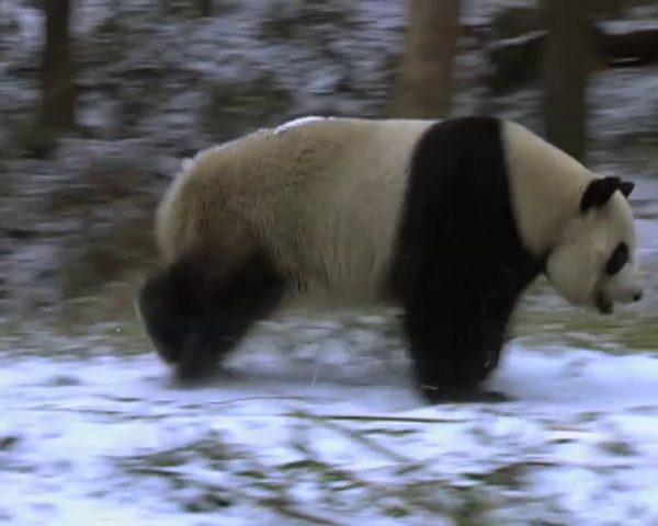 Giant Panda | New Zealand Geographic