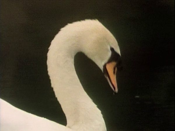 Swan Lake | New Zealand Geographic