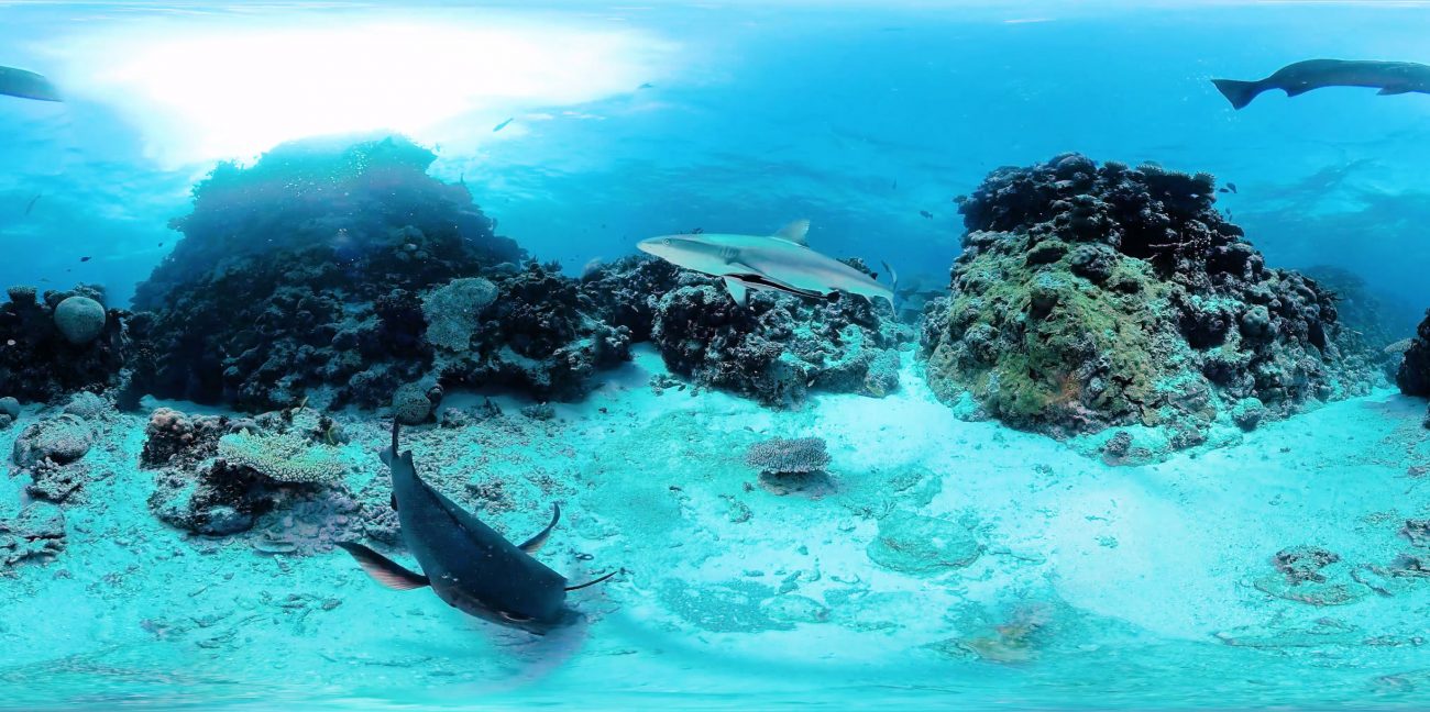 Is the world losing its last pristine reefs? | New Zealand Geographic