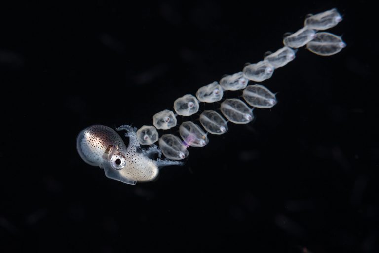 The legend of the argonaut | New Zealand Geographic