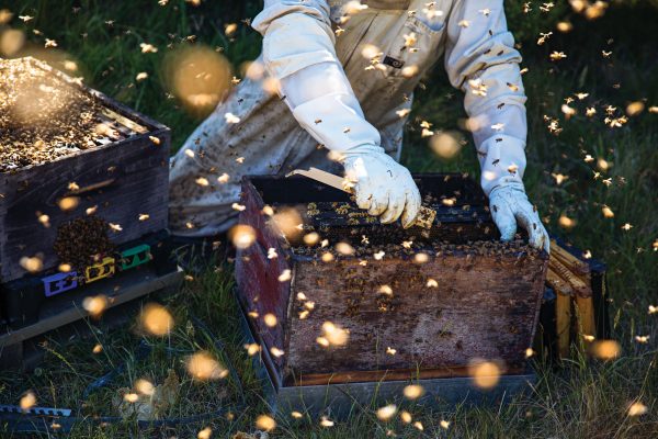 Bees | New Zealand Geographic
