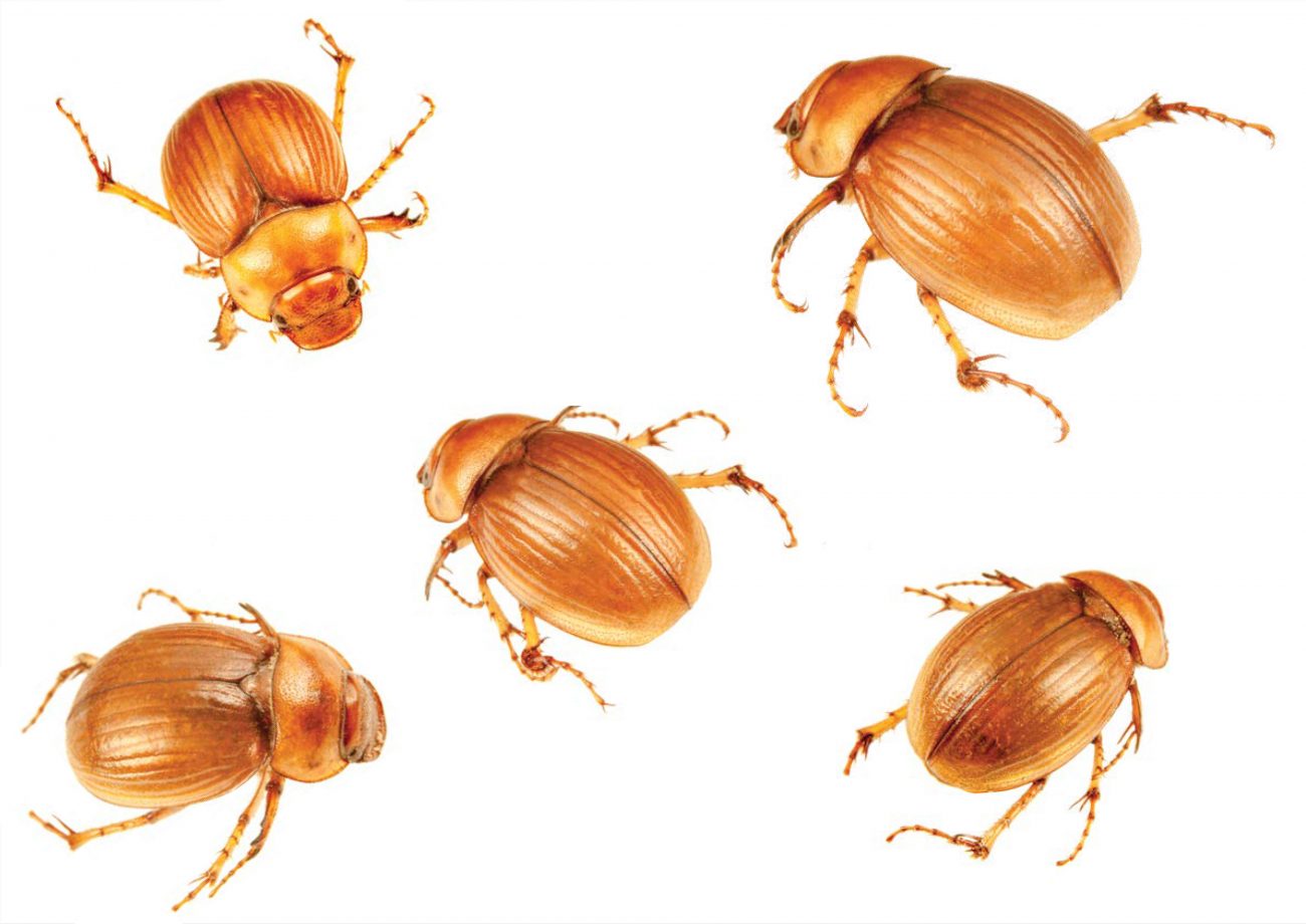 Critters | New Zealand Geographic