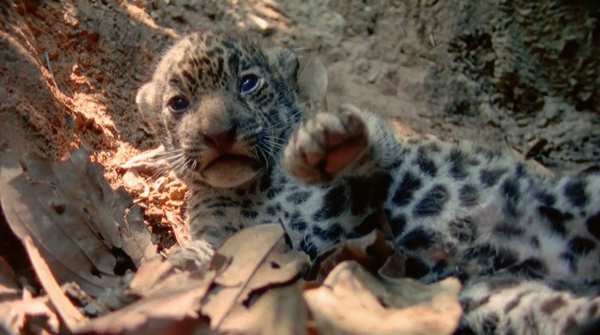 Extreme Animal Babies Archives | New Zealand Geographic