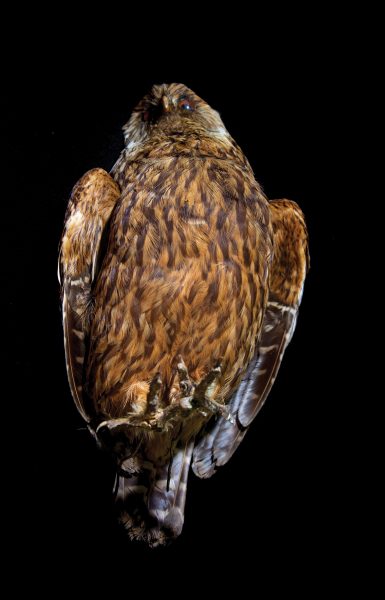 Return of the lost birds | New Zealand Geographic