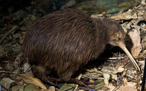 Dozens of rowi kiwi released into the wild | New Zealand Geographic
