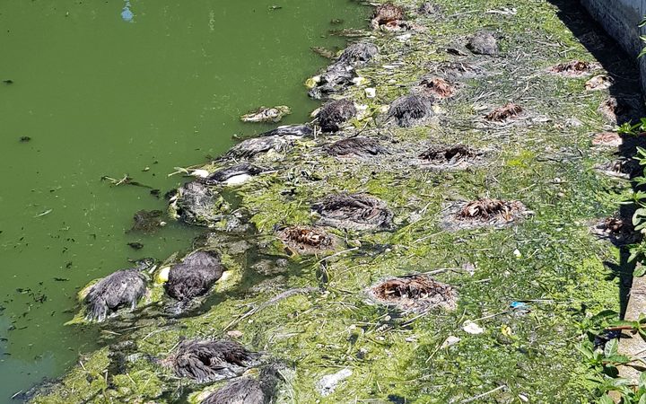 Avian botulism from sewage pond kills 600 birds | New Zealand Geographic