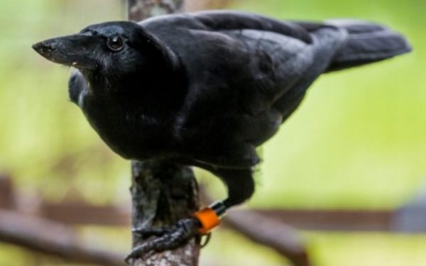 Crows solve tricky problem by planning ahead, study finds | New Zealand ...
