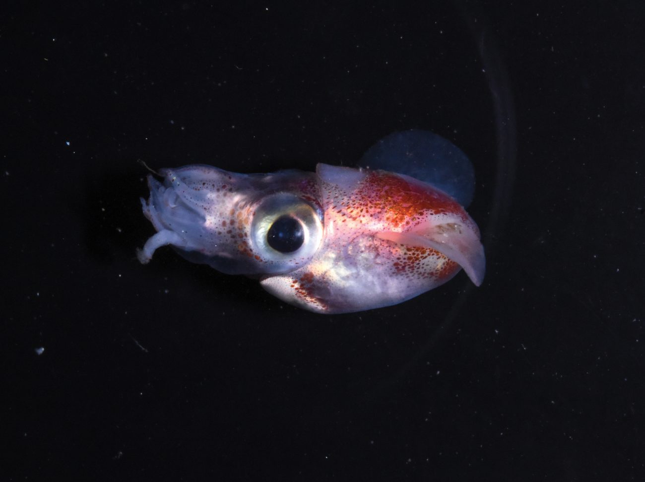 New squid on the block | New Zealand Geographic