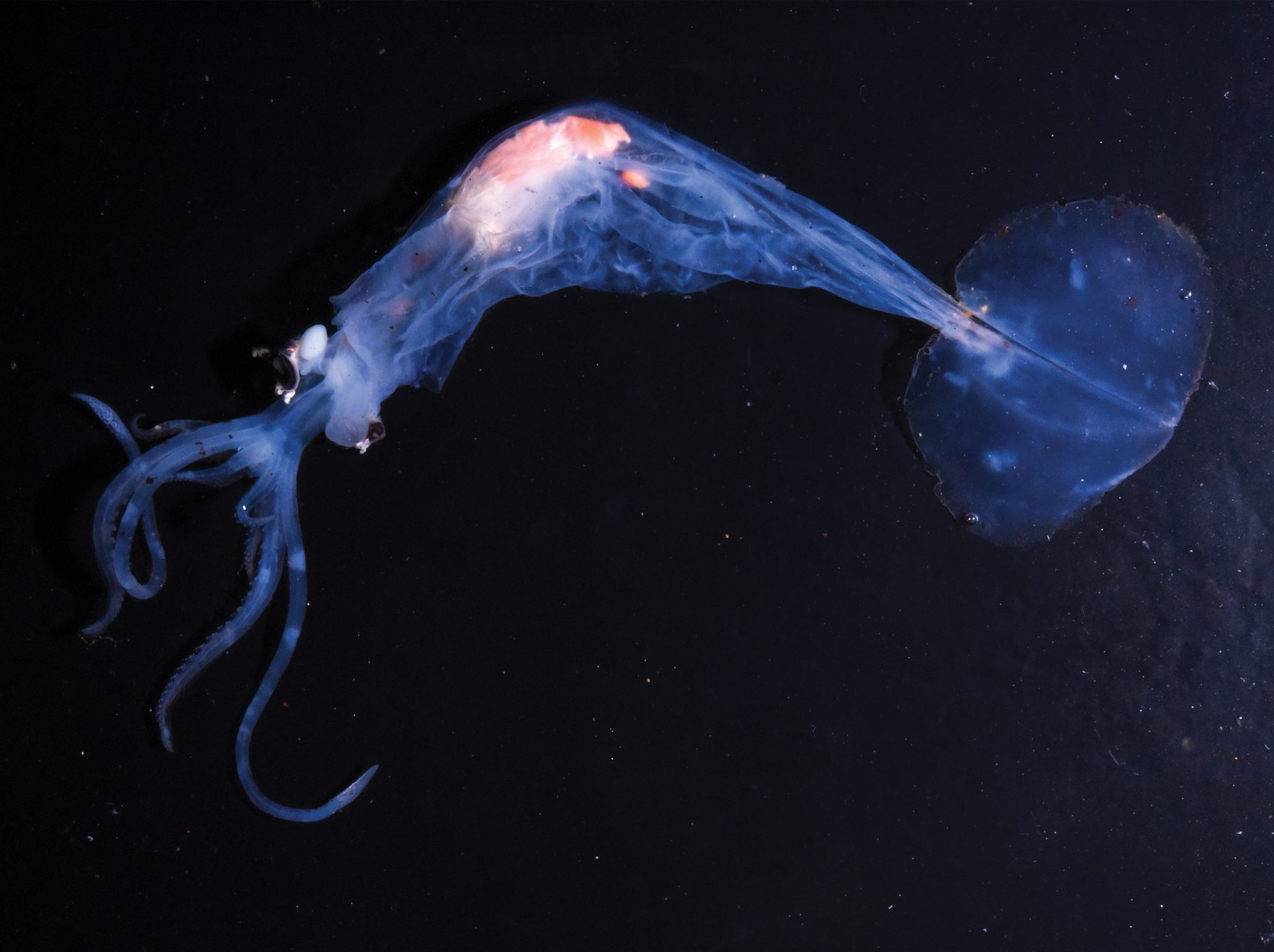 New squid on the block | New Zealand Geographic