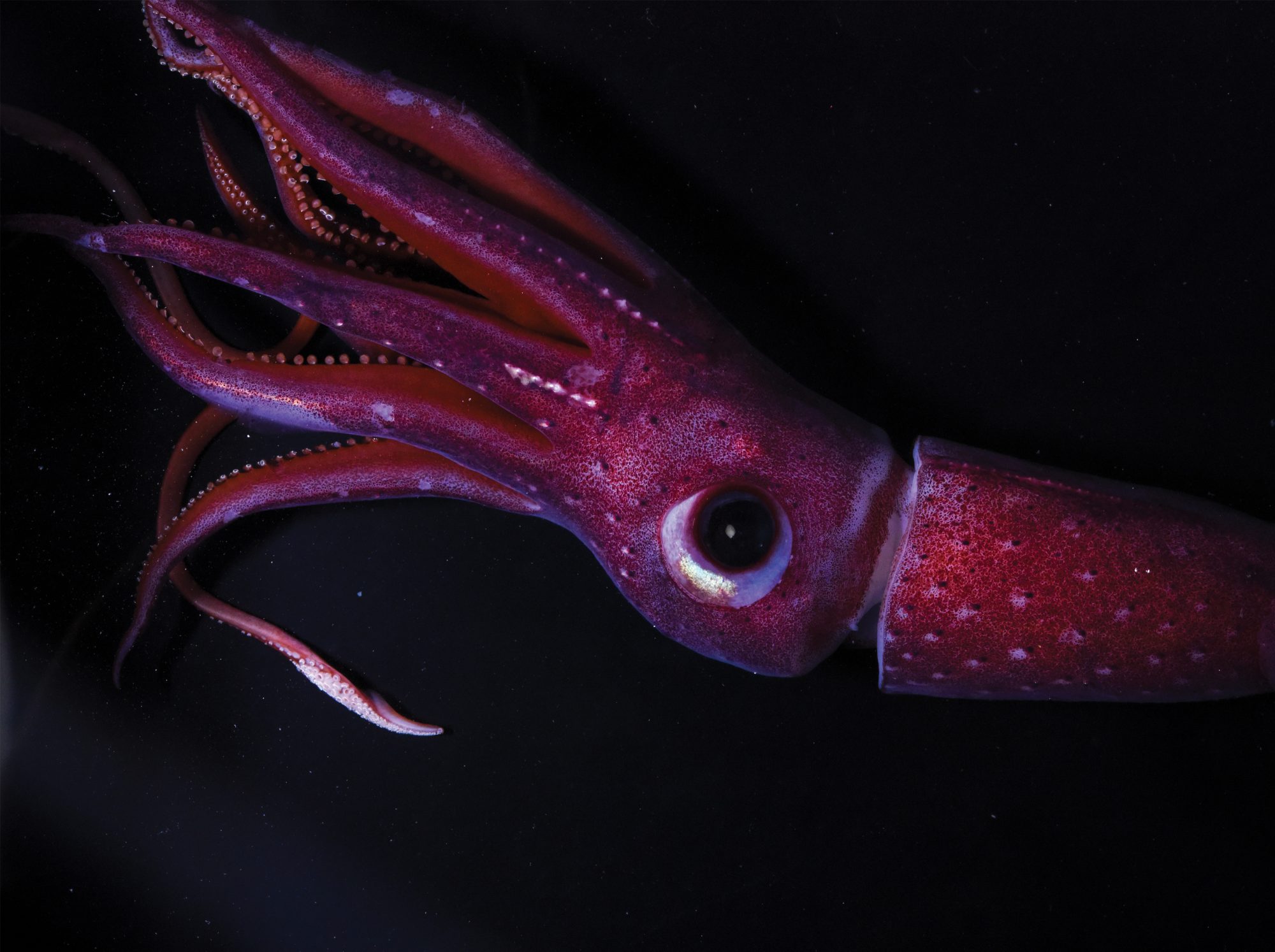 New squid on the block | New Zealand Geographic