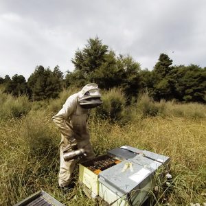 Join the shearing gang | New Zealand Geographic