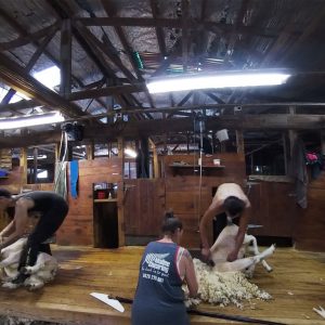 Join the shearing gang | New Zealand Geographic