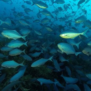 Join the shearing gang | New Zealand Geographic