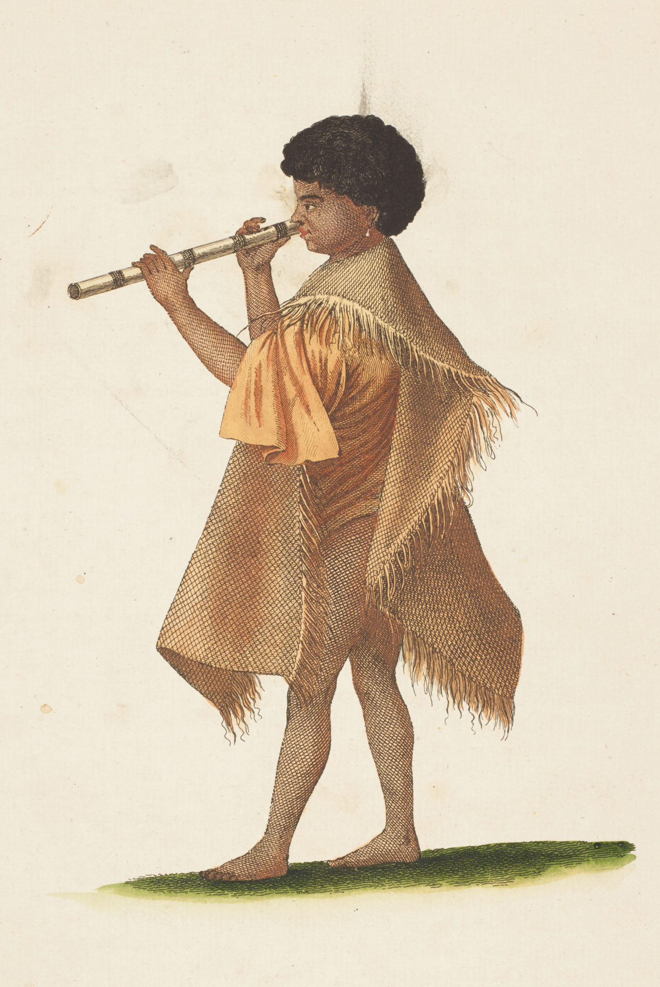 Tupaia | New Zealand Geographic