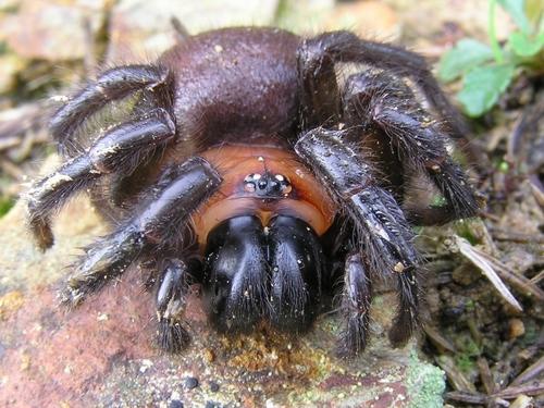 Critter of the Week Black tunnelweb spider | New Zealand Geographic
