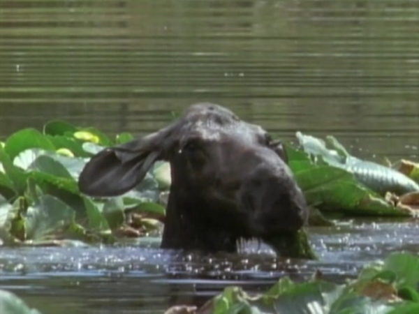 A Wild Moose Chase | New Zealand Geographic