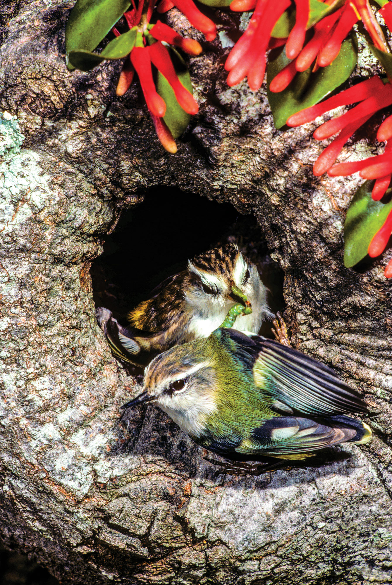 The song of the rifleman | New Zealand Geographic