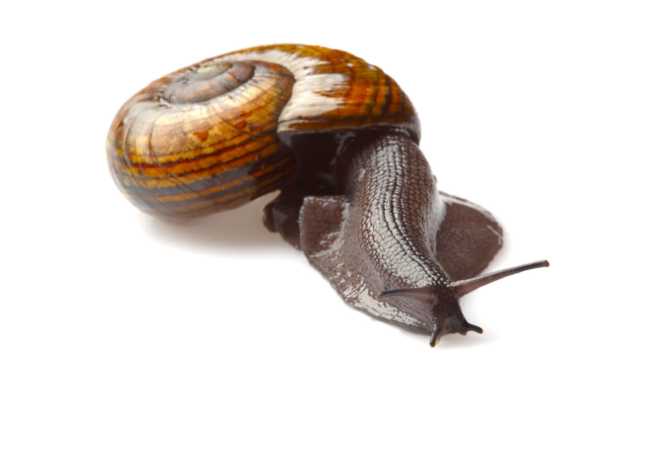 Connect // The big dry