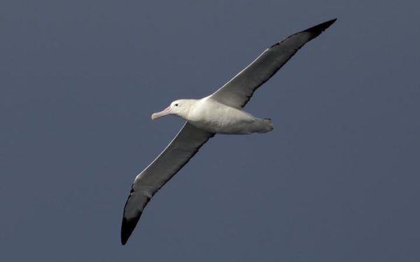 Autopsy reveals young albatross died with a whole plastic bottle in its ...