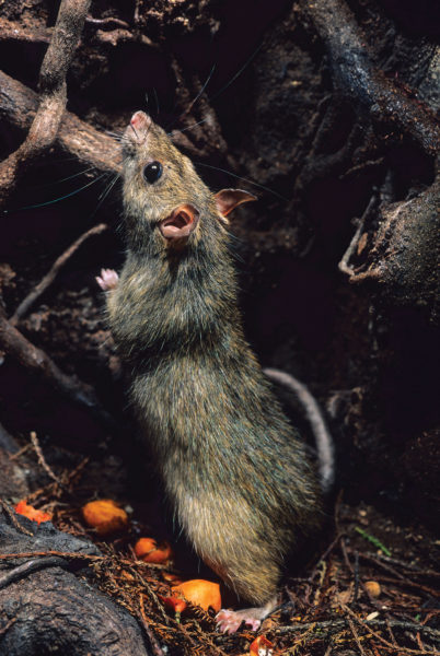 Decoding enemy secrets | New Zealand Geographic