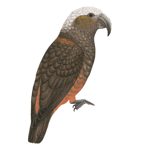 Spotting kākā | New Zealand Geographic