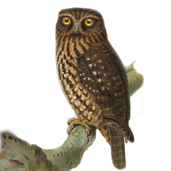 Spotting ruru | New Zealand Geographic