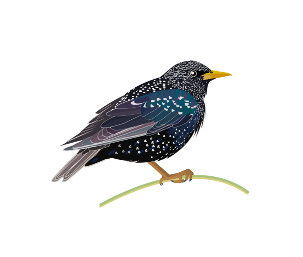 Spotting starlings | New Zealand Geographic
