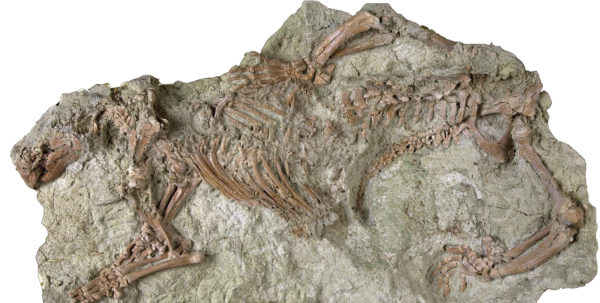 Crazy beast | New Zealand Geographic