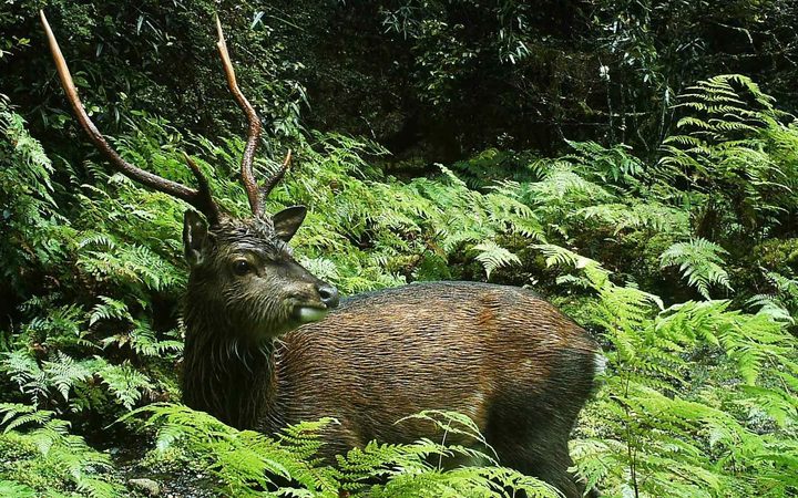 Deer sightings spark concern for kauri forests | New Zealand Geographic