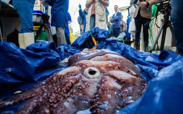 Whakaari giant squid dissected in Auckland | New Zealand Geographic