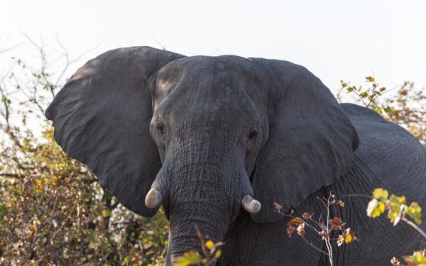 Africa correspondent Debora Patta | New Zealand Geographic