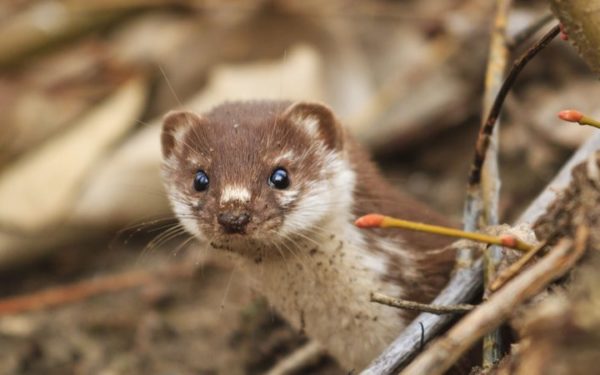 Stoat DNA sequenced | New Zealand Geographic