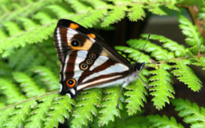 The hunt for the Forest Ringlet Butterfly | New Zealand Geographic