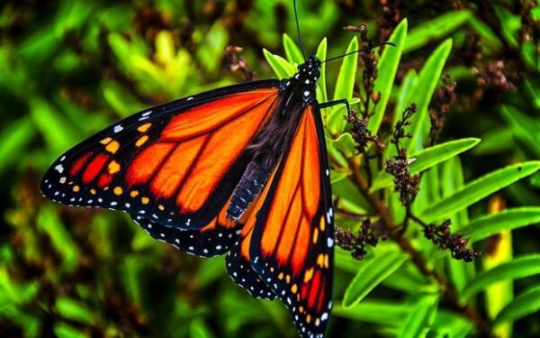 The Language of Butterflies | New Zealand Geographic