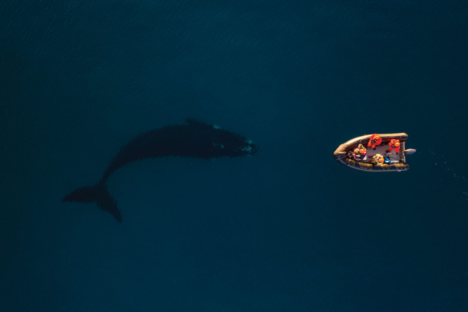 The whales are back | New Zealand Geographic