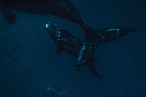 The whales are back | New Zealand Geographic