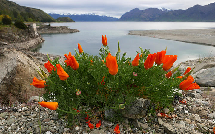 Braiding Sweetgrass: celebrating a culture of gratitude | New Zealand ...