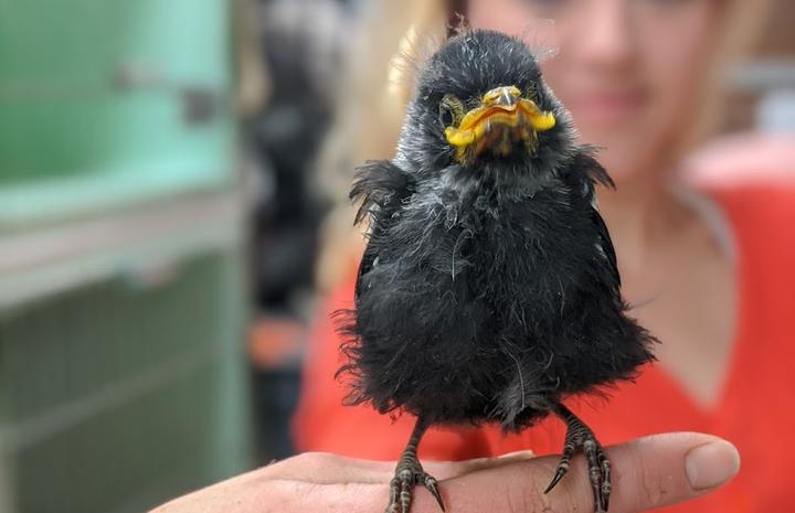 More native birds landing in hands of Wellington charity | New Zealand ...