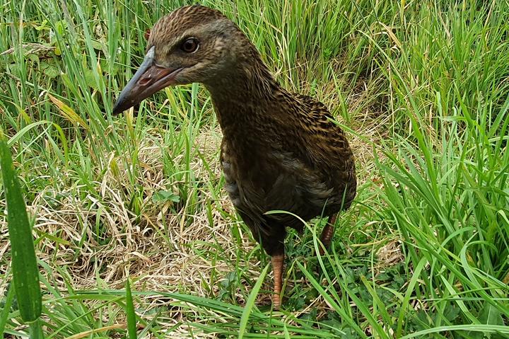 Weka: a wily but wary bird | New Zealand Geographic