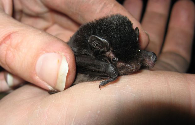 Pureora Forest trial to shed light on bat behaviour | New Zealand ...