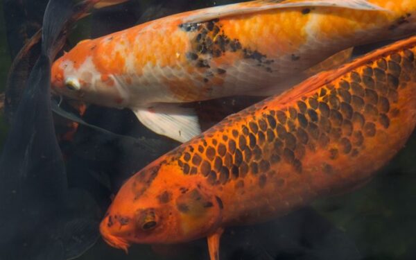 How did a koi carp end up in Kaipara? | New Zealand Geographic