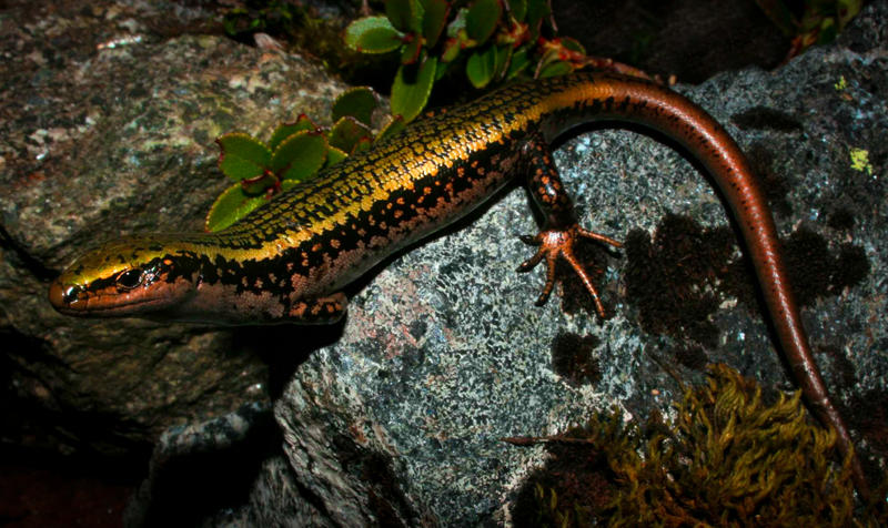 Critter of the Week - The Sinbad Skink | New Zealand Geographic