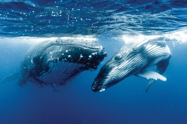 Ears on the ocean | New Zealand Geographic