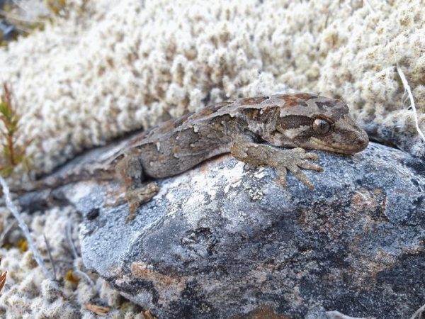 Critter of the Week: The Cupola Gecko | New Zealand Geographic