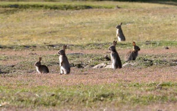 Easter Bunny Hunt accounts for almost 12,000 rabbits | New Zealand ...