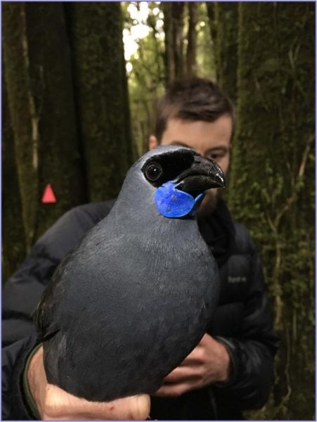 Kōkako population increasing in Pirongia Forest Park | New Zealand ...