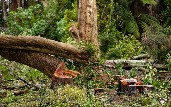 Urban Arborist on balancing development with tree-scapes | New Zealand ...