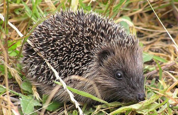 Handle on hedgehogs' winter habits to help eradication efforts | New ...