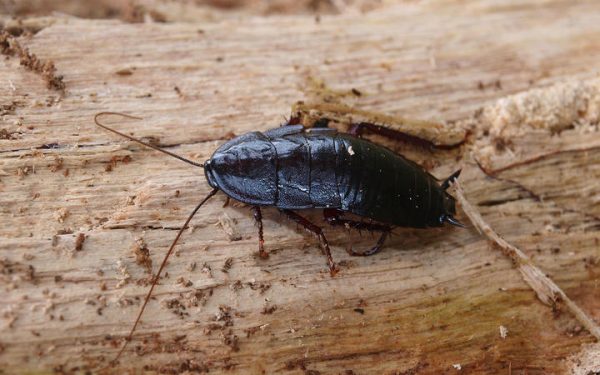 Critter of the Week Te Pāpapa Pango | New Zealand Geographic